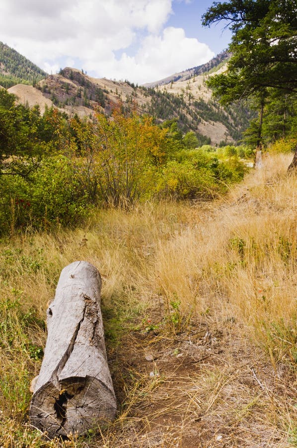 Log by forest trail stock image. Image of nature, outdoors - 51897479