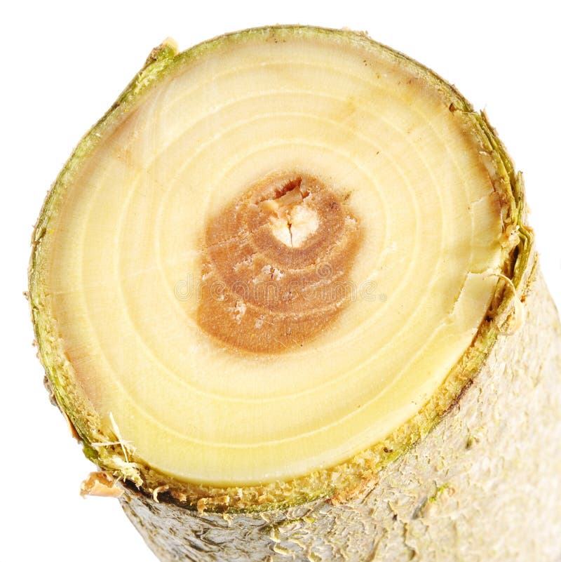 Log graining stock photo. Image of white, trunk, background - 70854944