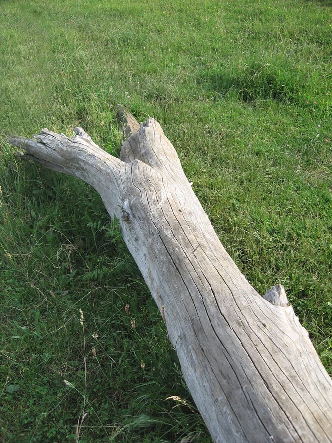Log in the grass stock image. Image of knot, adamant, wooden - 908881