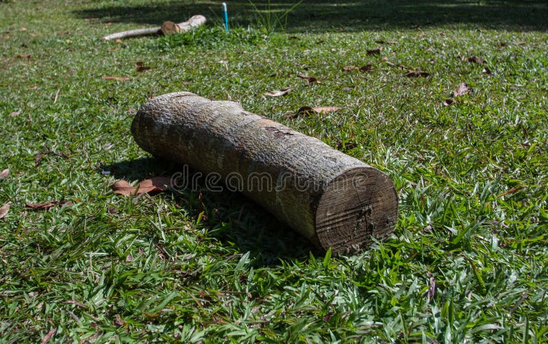 Log on the grass stock photo. Image of garden, forestry - 84857238