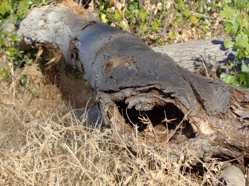 Log on the Ground with a Hole in it, Dead Grass Under and in Front ...