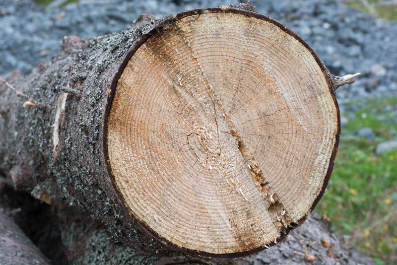 End Cut Log laying on bark stock photo. Image of growth - 29270692