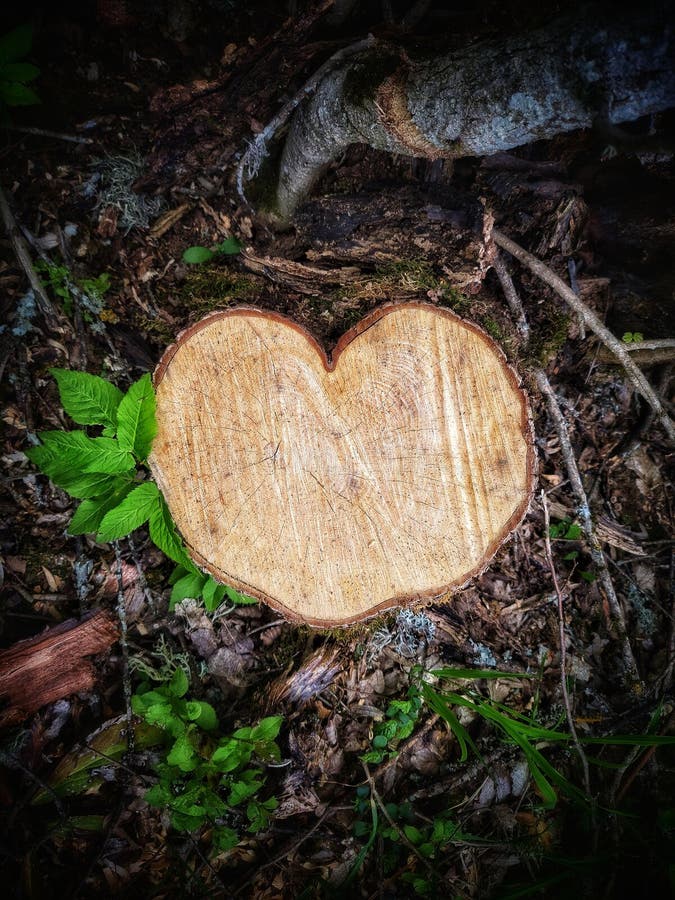 Log heart stock photo. Image of grass, beautiful, shot - 305204828