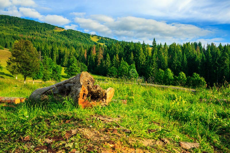 Log on a Hillside Near the Forests Stock Photo - Image of forest ...