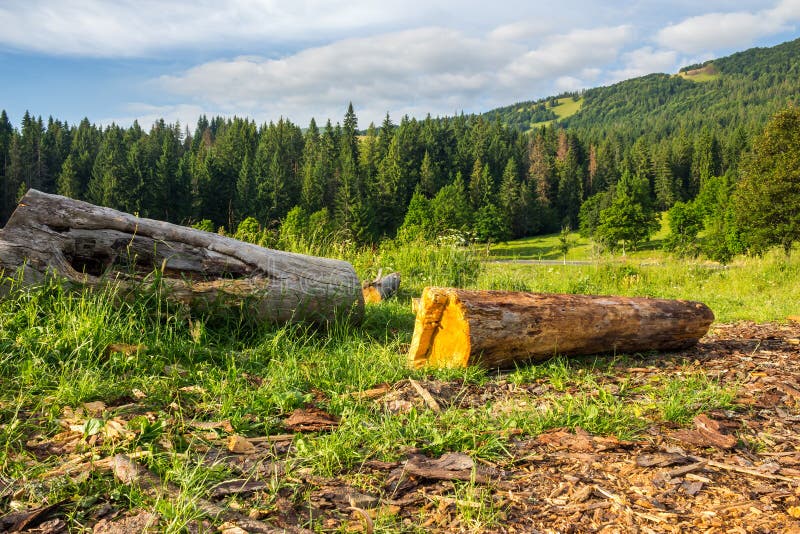 Log on a Hillside Near the Forests Stock Image - Image of mountain ...
