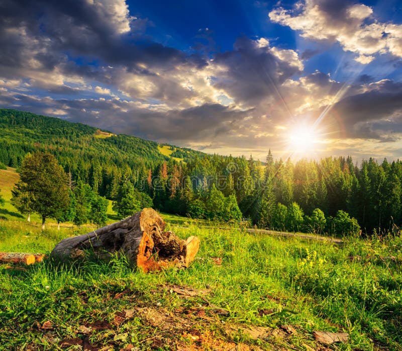 Log on a Hillside Near the Forests at Sunset Stock Image - Image of ...