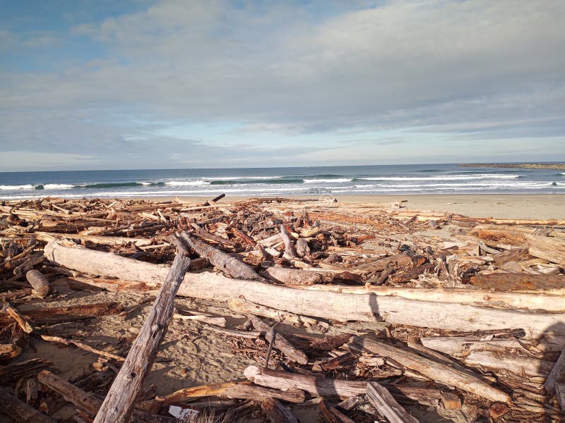 Log jam on the beach stock image. Image of horizon, coast - 232939333