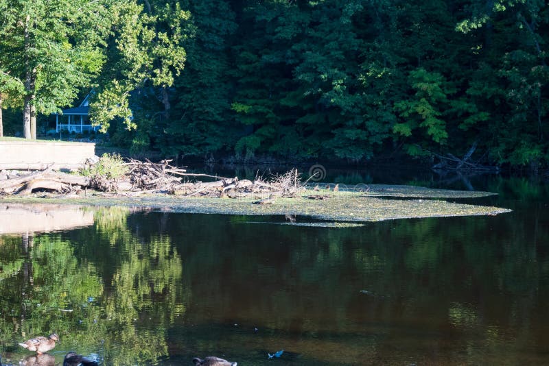 Pile Branches Limbs Stock Photos - Free & Royalty-Free Stock Photos ...