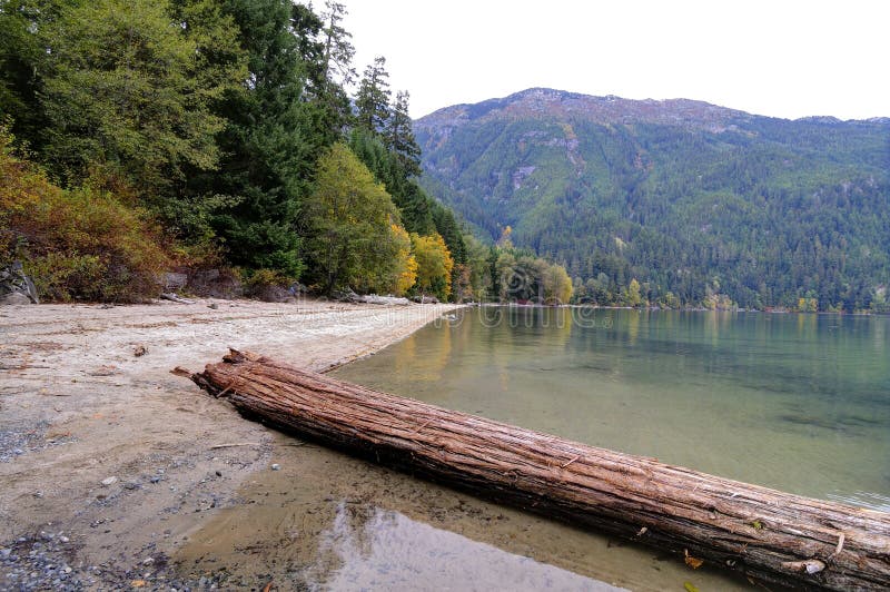 Log on a lake beach stock image. Image of foliage, scenic - 70002841