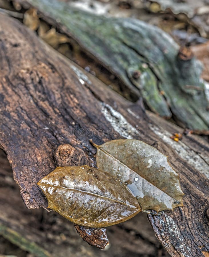 Log and leaves stock photo. Image of brown, plant, leaves - 55595762