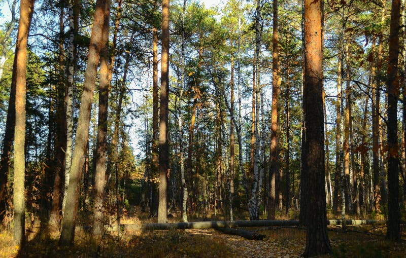 A Log Lies on the Ground among a Dense Thicket of Sunlit Pines Stock ...