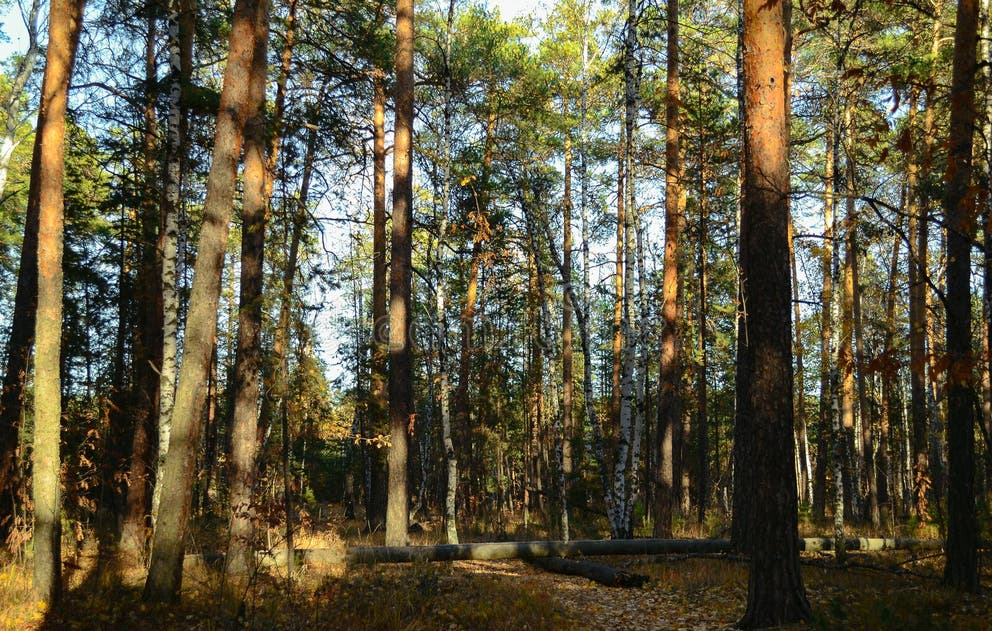 A Log Lies on the Ground among a Dense Thicket of Sunlit Pines Stock ...