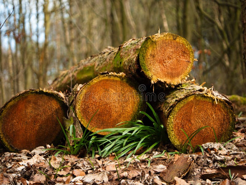 Log Lumber Stored English Forest Stock Photos - Free & Royalty-Free ...