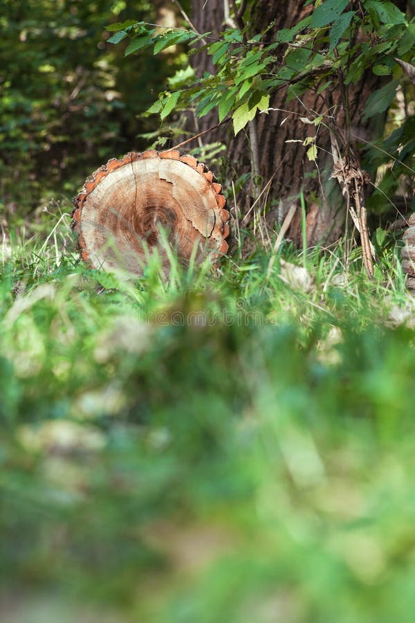 A Log Lying in the Forest on the Ground Stock Image - Image of ...
