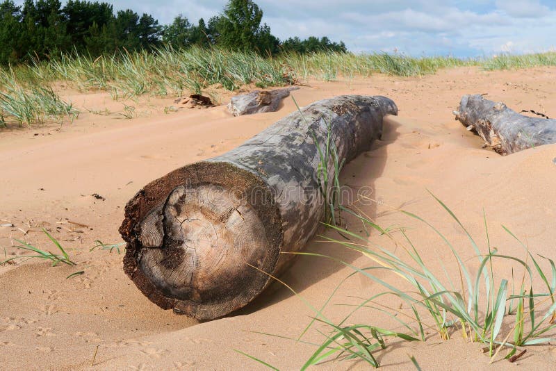 Log lying on the sand stock image. Image of sand, wildlife - 260265775