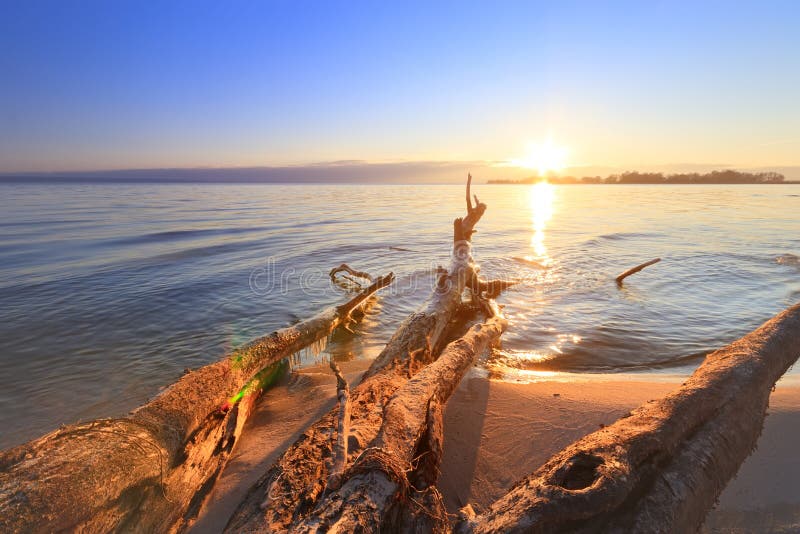 Log on the Shore of the Beach Stock Image - Image of beach, nature ...