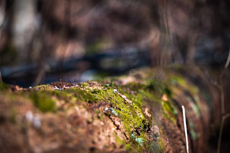 Log with moss stock image. Image of nature, tree, green - 175842665