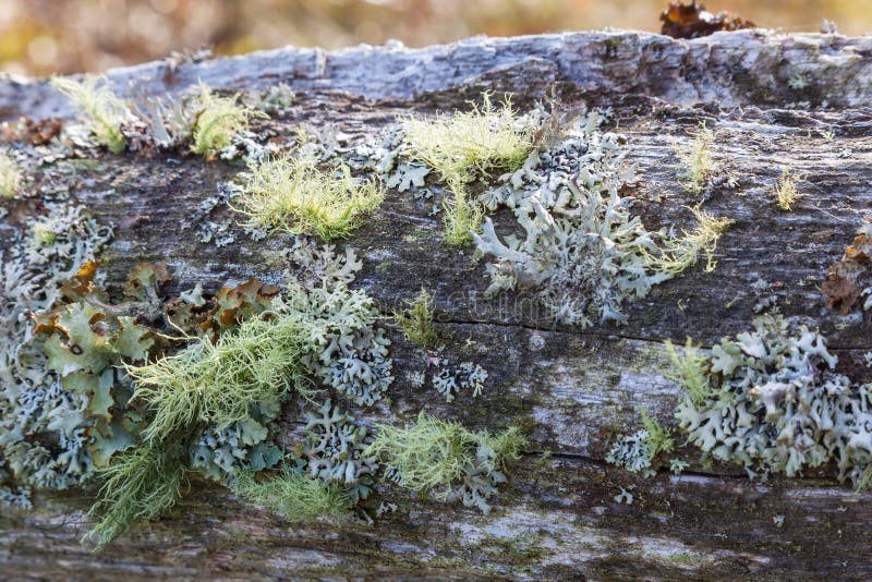 Log with moss and lichens stock photo. Image of branch - 44915558