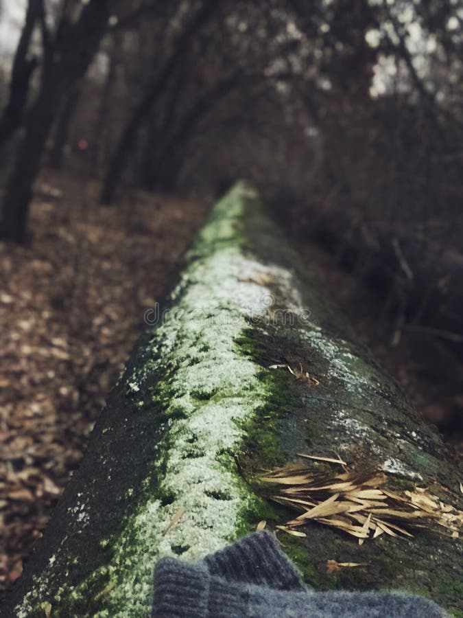 A Log with Moss Lies in the Forest Stock Image - Image of landscape ...
