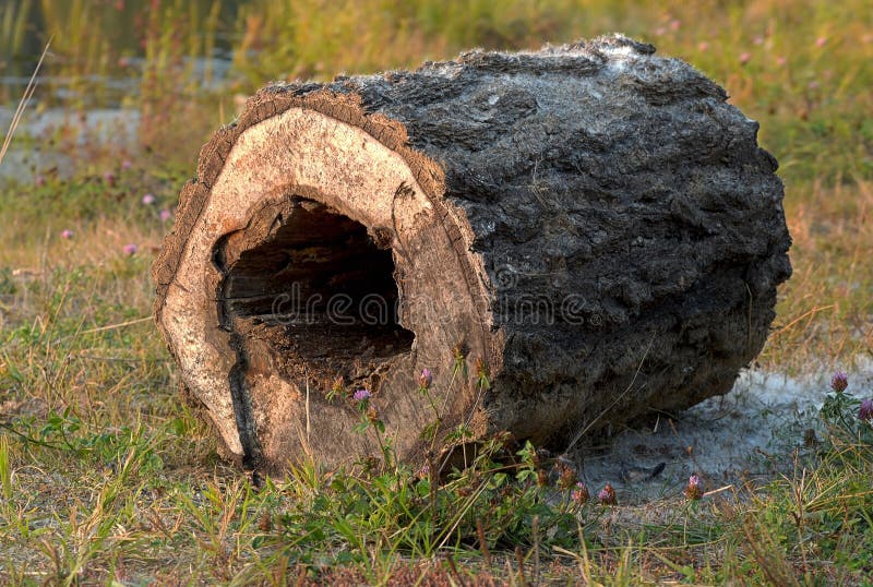 Log in nature close-up. stock image. Image of grass - 138660101