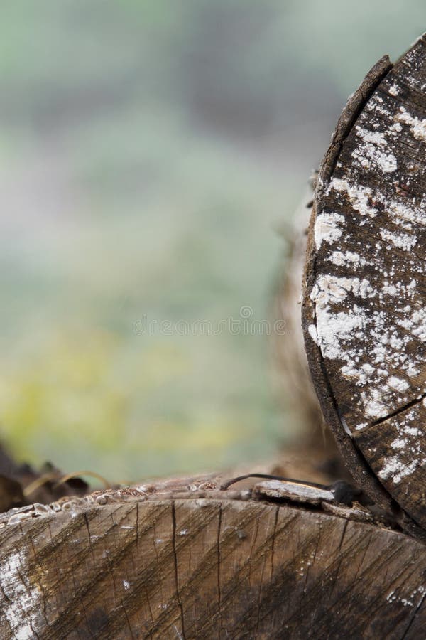 Log in nature stock image. Image of autumn, texture, vertical - 63454037