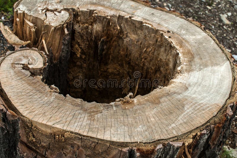 Log of old big tree stock image. Image of trunk, circle - 95779177