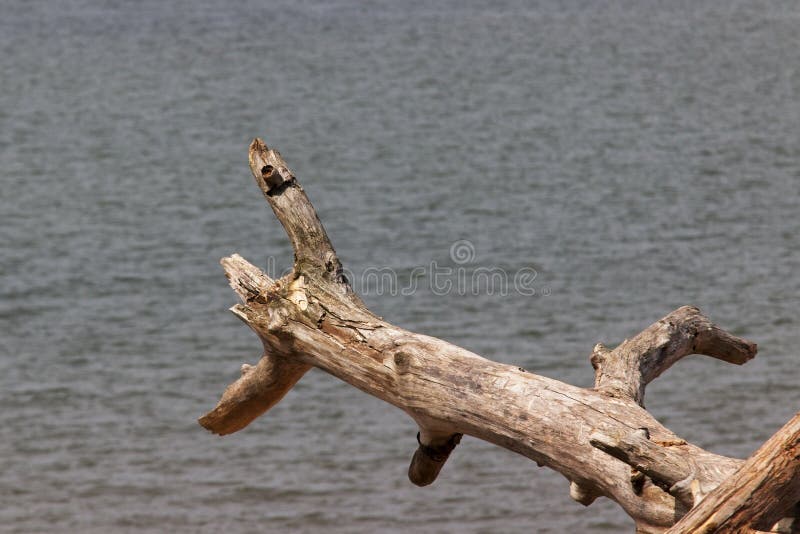 A Log Over Water, Focus on the Foreground Stock Photo - Image of ...