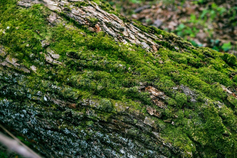 A Log Overgrown with Green Moss Lies on the Ground Stock Photo - Image ...