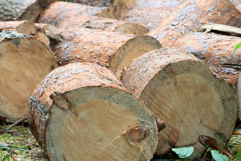 Log Pile stock photo. Image of deforestation, heap, firewood - 10773130