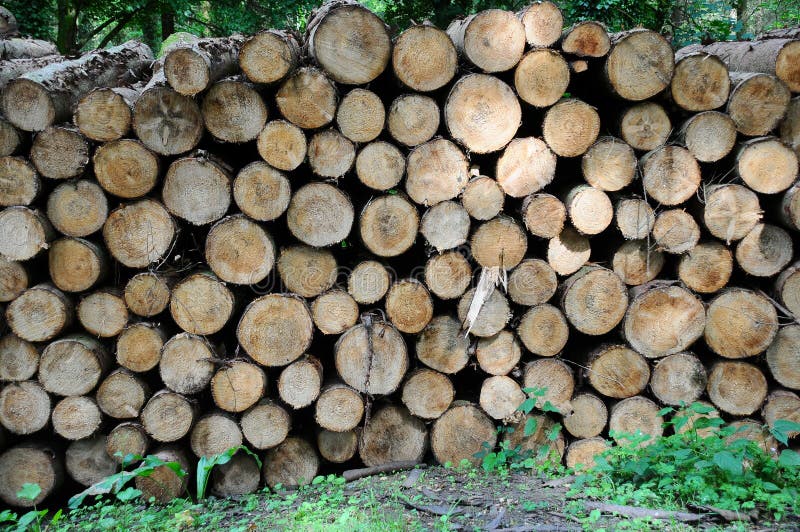 Log pile stock photo. Image of forestry, branches, trees - 25964090