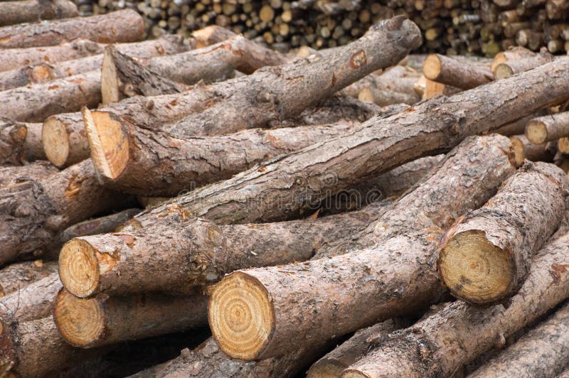 Log Pile stock image. Image of wooden, environment, trunk - 4204525