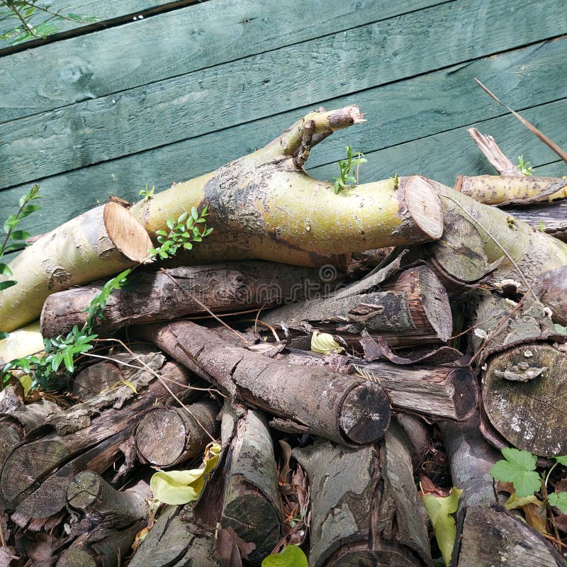 Log pile with fence stock photo. Image of flower, plant - 247632924