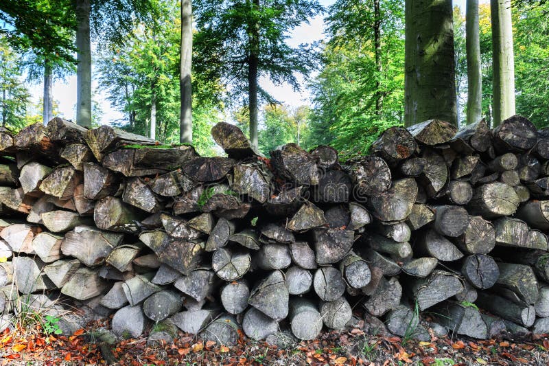 Log Pile In Forest - Logging Company Stock Image - Image of logging ...