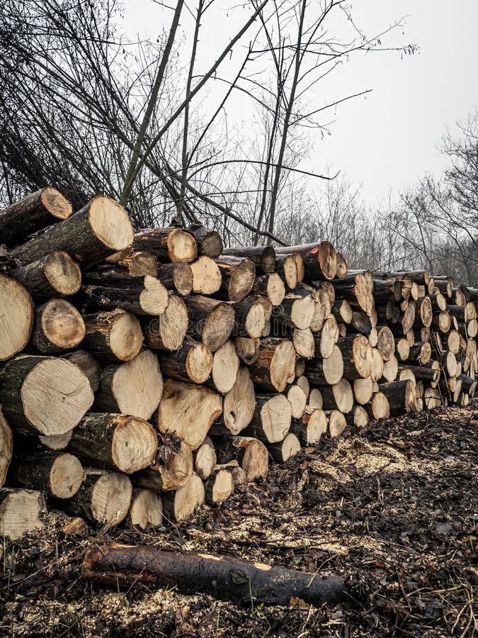 Log Pile in a Forest, Side View Stock Photo - Image of brown ...