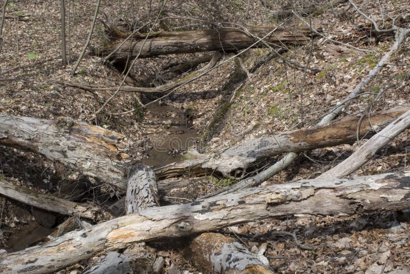 Log pile near a stream stock image. Image of tree, stream - 115345785