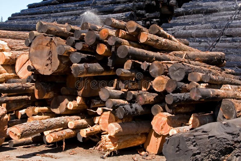 Log Pile stock image. Image of northwest, pile, forestry - 65210439