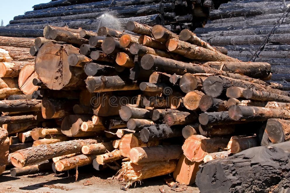 Log Pile stock image. Image of northwest, pile, forestry - 65210439