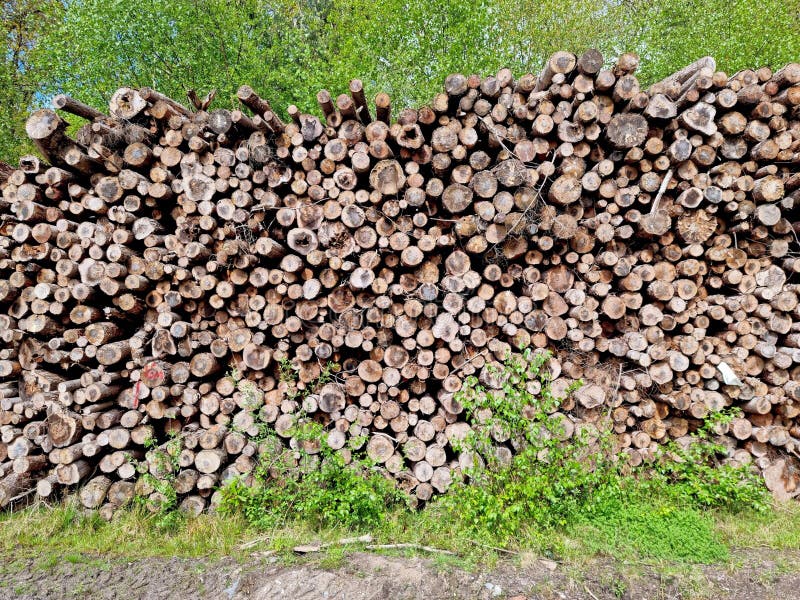 Log Pile Tree Felling Chopped Up Trees Stock Image - Image of nature ...