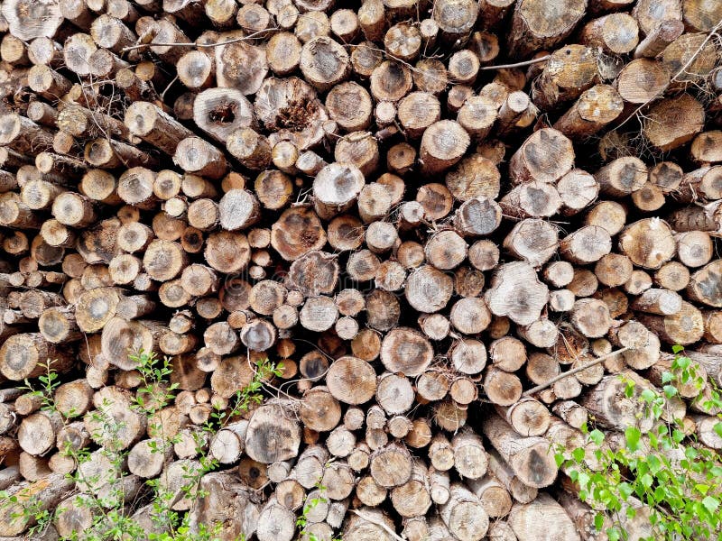 Log Pile Tree Felling Chopped Up Trees Stock Image - Image of merails ...