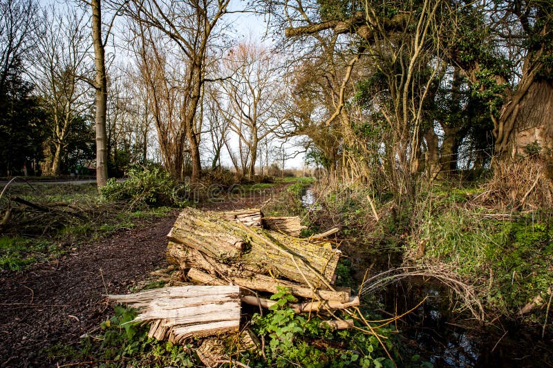 Log pile in woodland stock image. Image of path, stream - 65142693