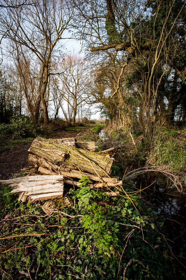 Log pile in woodland stock image. Image of path, stream - 65142693