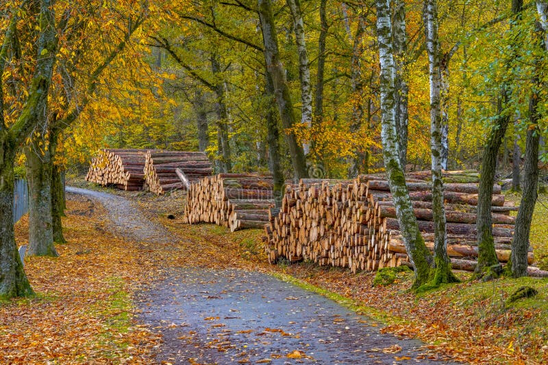 Log Piles in Forest Walk Path in Autumn Stock Photo - Image of outdoors ...