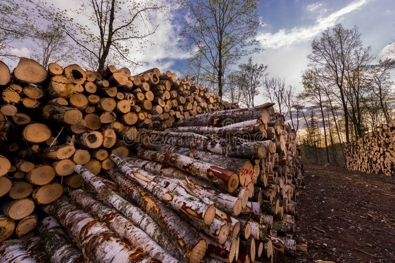 Log Piles stock photo. Image of trees, northwoods, logs - 137323746