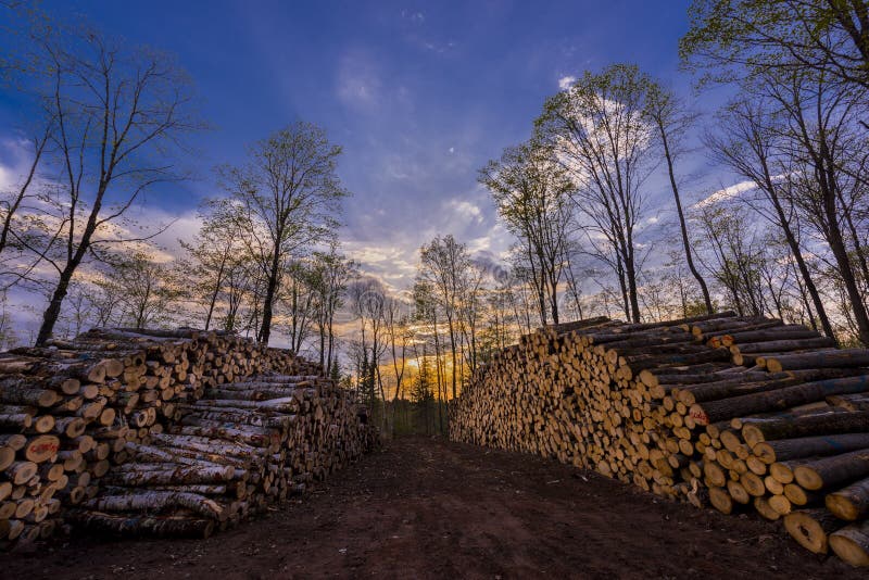 Log Piles stock image. Image of operation, trees, logs - 137323771
