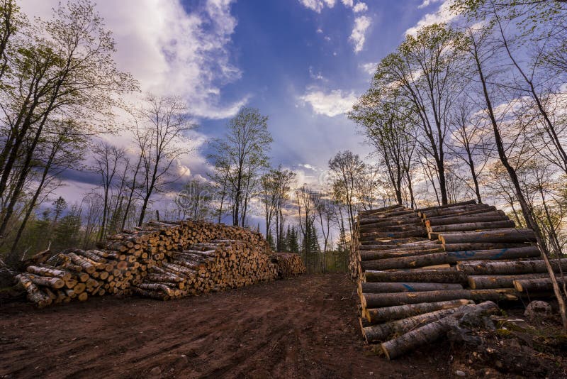 Log Piles stock photo. Image of trees, northwoods, logs - 137323746