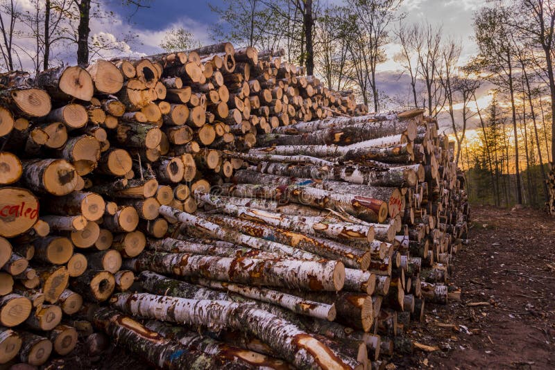 Wisconsin Logging Operation Stock Photos - Free & Royalty-Free Stock ...