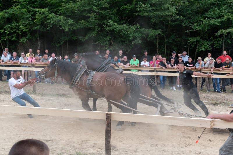 Log Pulling Event with Horses Editorial Photography - Image of ...