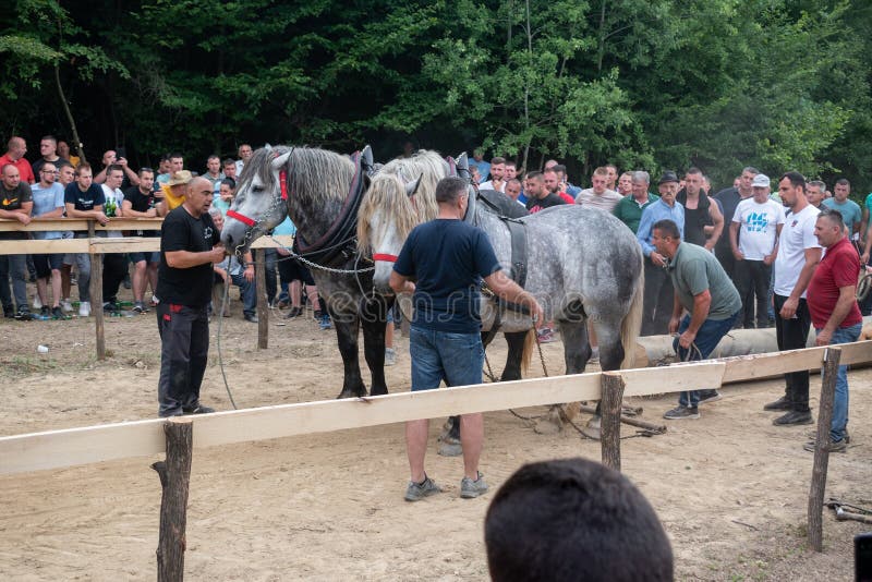 Log Pulling Event with Horses Editorial Photography - Image of balkans ...