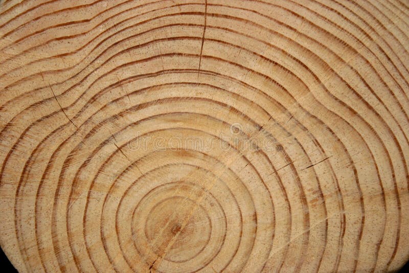 Log Rings stock photo. Image of forestry, lumber, circular - 3141810