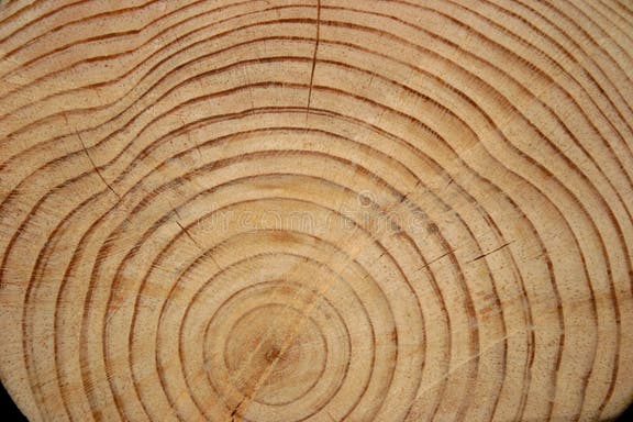 Log Rings stock photo. Image of forestry, lumber, circular - 3141810